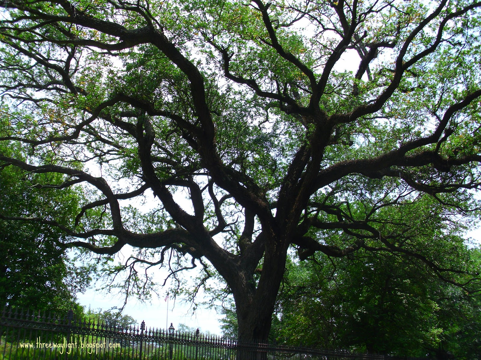 Strong Trees-A Marriage Poem – JODY LEE COLLINS